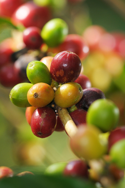 El Cafetal | Aroma de Café - AECafé